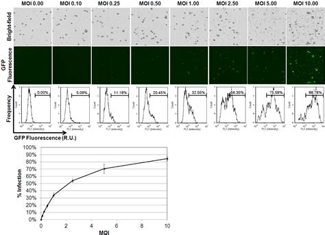 Use Of Image Cytometry For Quantification Of Pathogenic Fungi In Association With Host Cells