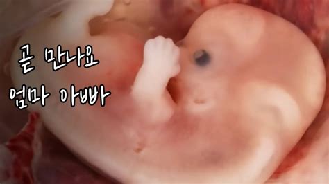 [3d에니메이션]소중한 우리 아기 태아성장과정 1주~ 10주 엄마 아빠 저 쑥쑥 크고 있어요 Youtube