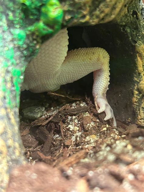 What Is My Leopard Geckos Sex R Leopardgeckos