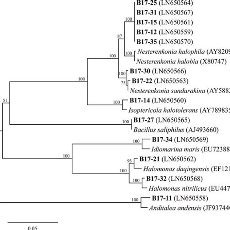 16s Rrna Gene Sequence Based Neighbor Joining Phylogenetic Tree Of The Download Scientific