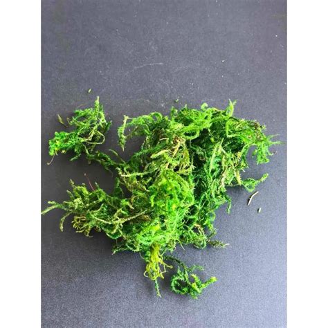 Buy Green Preserved Moss On Sale At Abquatics Abquascape