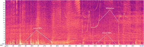 Spectrogram Of Social Signals Whistles And Burst Pulsed Sounds Of