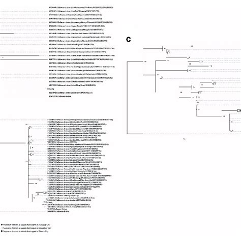 Phylogenetic Tree Constructed Based On Pcr Screened Nucleotide Download Scientific Diagram