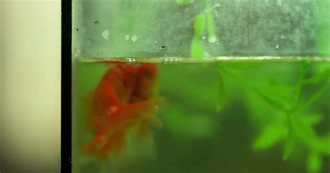 Happily Married Couple Eporner Happily Married Couple Eporner