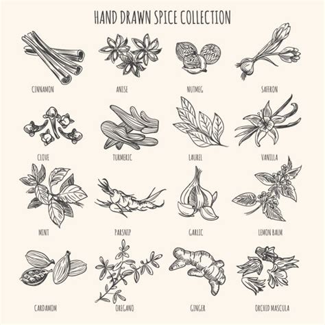 Parsnip Illustrations Royalty Free Vector Graphics And Clip Art Istock