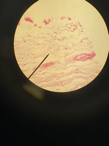 Different Tissues Microscope Slides Biol 112 Flashcards Quizlet