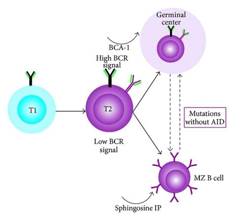 B Cell Classification Based On Their Ontogenic State From The Download Scientific Diagram