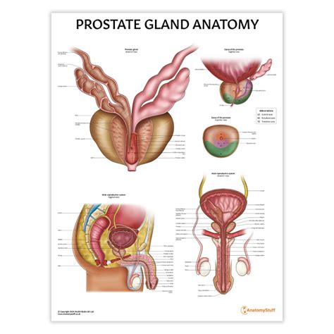 Prostate Gland Diagram Prostate Gland Anatomy And Function