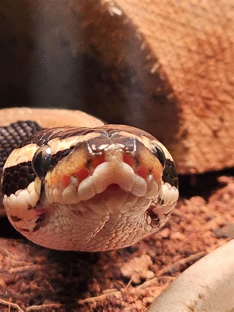 boop r ballpython