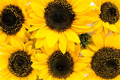 흰색 배경에 노란색 해바라기와 아름다운 꽃 무늬 플랫 레이 상단 보기 꽃의 프레임 꽃 질감 0명에 대한 스톡 사진 및 기타 이미지 Istock