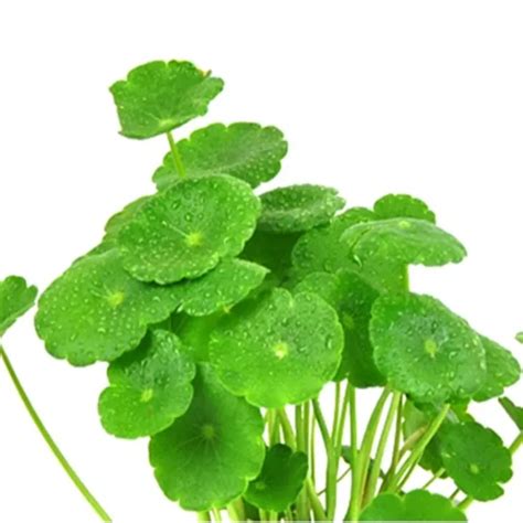 Centella Asiatica Extract Liquid Extract 100 Natural Standardized