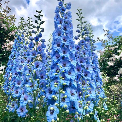 Delphinium Seeds Rosesu®