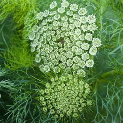 Ammi | Siskiyou Seeds