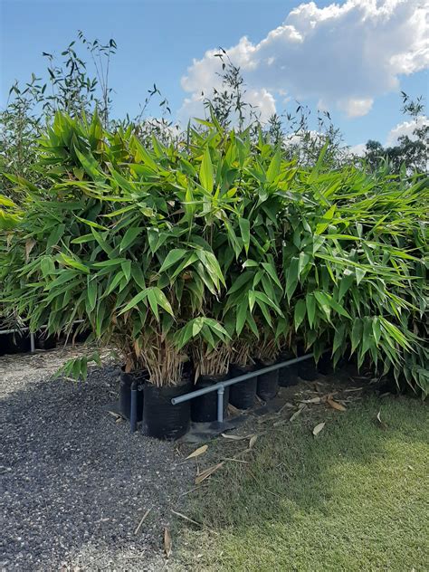 Thysanolaena Maxima Tiger Grass Bamboo Plus