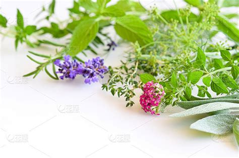 白色背景上的草药