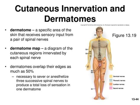 Spinal Cord Spinal Nerves And Somatic Reflexes Ppt Download