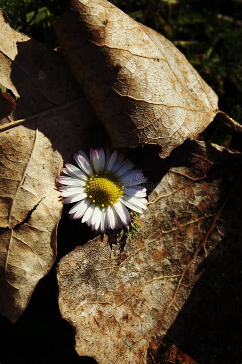 The Withe Flower Stock Image Image Of Populer Dragon 123668093