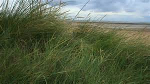 Experts Celebrate As Long Lost Species Returns To Wetlands For First