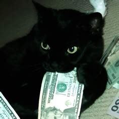 Black Cat Profile Picture Aesthetic