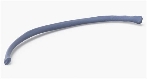 3d Bear Ursus Rib T10 Turbosquid 2163641