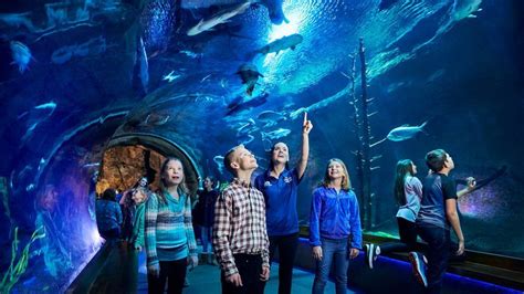 Johnny Morris Wonders Of Wildlife Voted Americas Best Aquarium Again