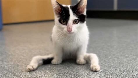 Gumby A Kitten With Deformed Legs Seeking Forever Home