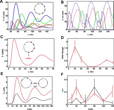 The Transcription Clock Model Can Explain Existing Experimental Download Scientific Diagram