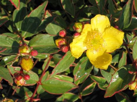 Hypericum moserianum ‘Tricolor’ – Gavallér Kertészet