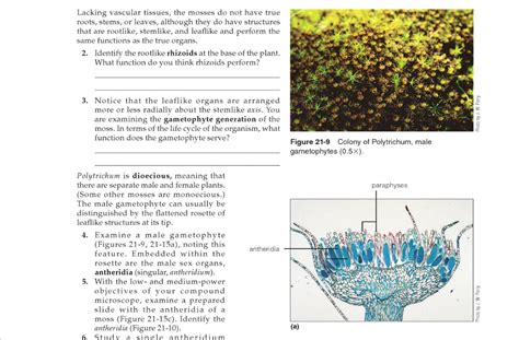Solved 21 4 Phylum Bryophyta Mosses About 60 Min Mosses