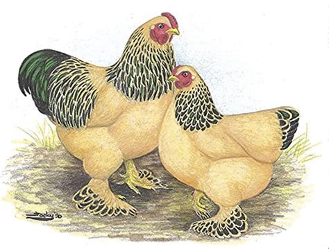9 New Chicks Ideas Chicken Breeds Chickens Backyard Chickens