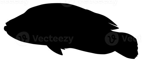 Humphead Wrasse Cheilinus Undulatus Also Known As The Maori Wrasse