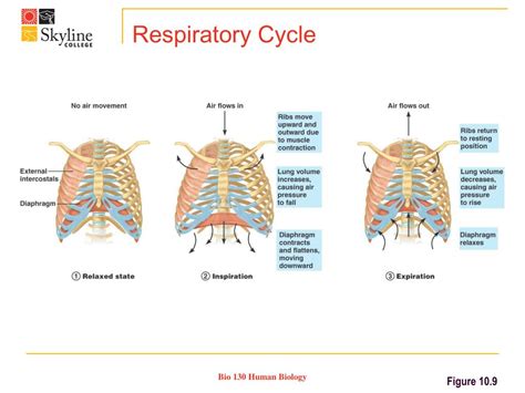 Respiratory Flow Cycle Morphology At June Blackwell Blog