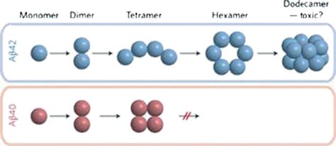 Amyloid β Oligomers Possible Roles As Key Neurotoxins In Alzheimers Disease Pmc