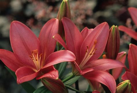 Lilium Royal Ruby Asiatic Lily Garden Center Marketing