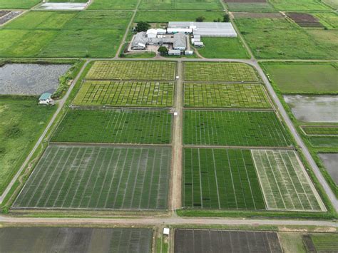 Advancing Direct Seeded Rice With Modern Phenotyping Facilities Cgiar