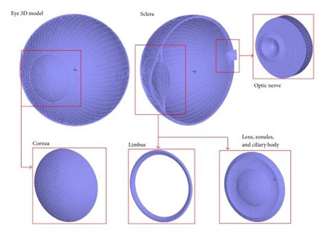 Finite Element Model Of The Eye Components Of The Model Used In This Download Scientific