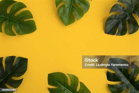 노란색 배경에 녹색 손바닥 잎의 프레임 맨 위 보기입니다 공간을 복사합니다 노란색 배경에 대한 스톡 사진 및 기타 이미지 노란색 배경 잎 야자 나무