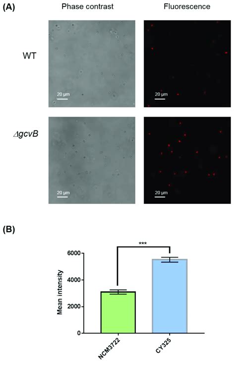 Detection Of Superoxide A Detection Of Superoxide By Dhe Staining Download Scientific