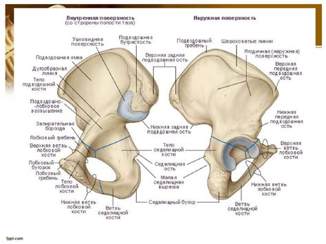 Анатомия тазобедренного сустава презентация онлайн