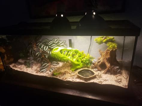 Any Pointer Son The Set Up Rleopardgecko