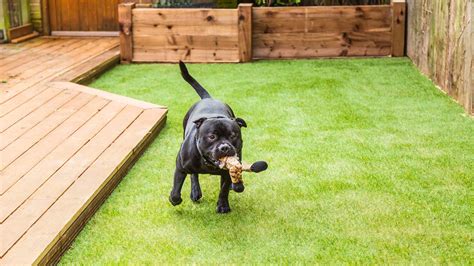 Artificial Grass Vs Turf Which Is Right For Your Home Angi