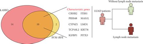 Identification Of The Characteristic Genes Of Lung Cancer Lymph Node