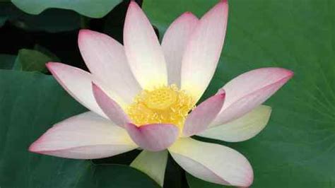 Цветок лотоса в техники квиллинг, мастер класс с пошаговым фото