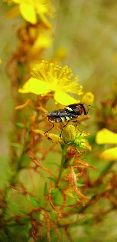 Need Id Please Raustralianinsects