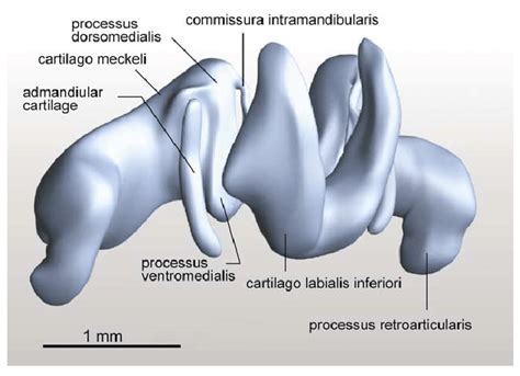Lower Jaw Of Alytes Obstetricans Specimen Alytes 2 Stage 35