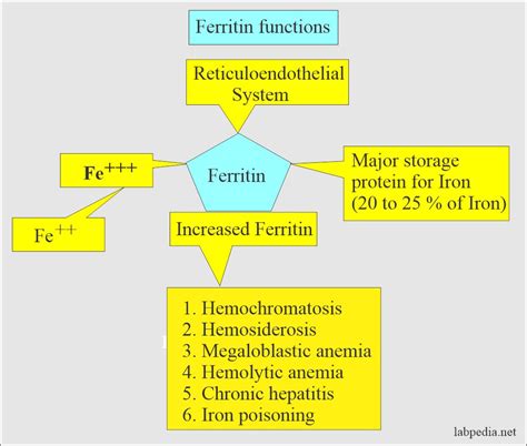 Ferritin