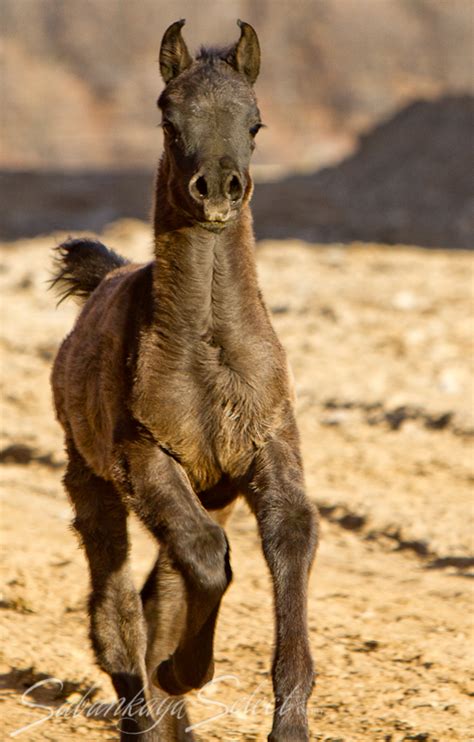 دانلود جدید ترین فیلم های پورن Premium