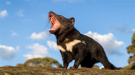 Tasmanian Devil Behavior