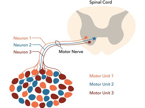 Why Force Control Is More Important Than Strength As You Age Human