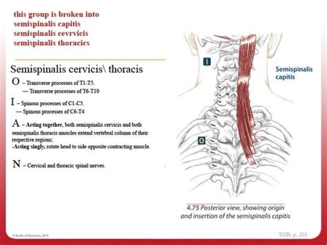 Semispinalis Cervicis Innervation